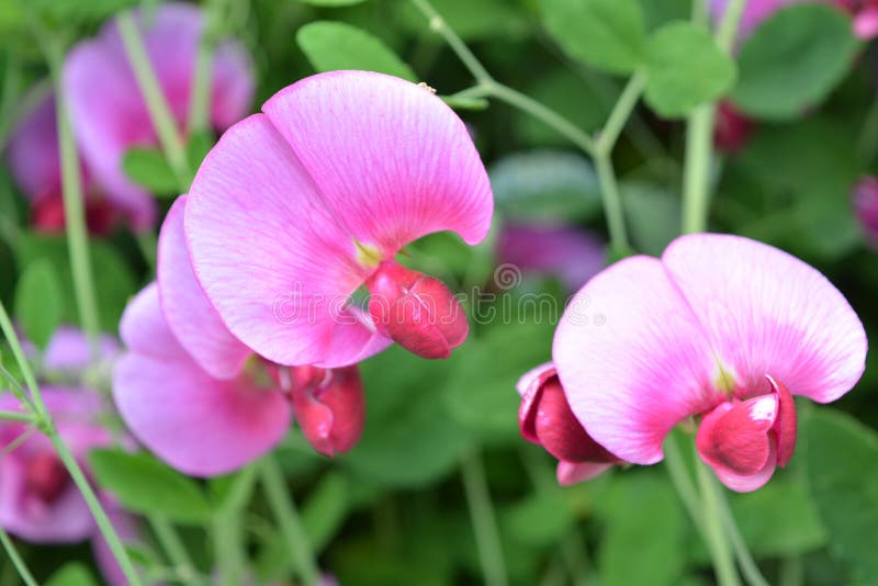 541 Yellow Sweet Pea Flower Photos - Free & Royalty-Free Stock Photos ...