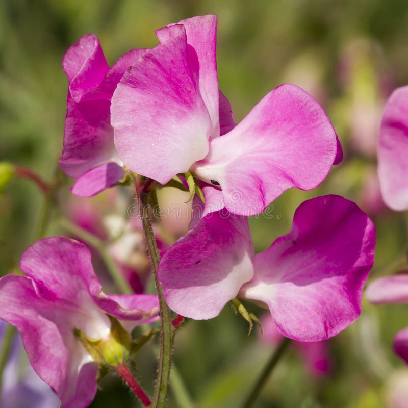 Lathyrus Odoratus, Sweet Pea Stock Photo - Image of summer, sweetpea ...