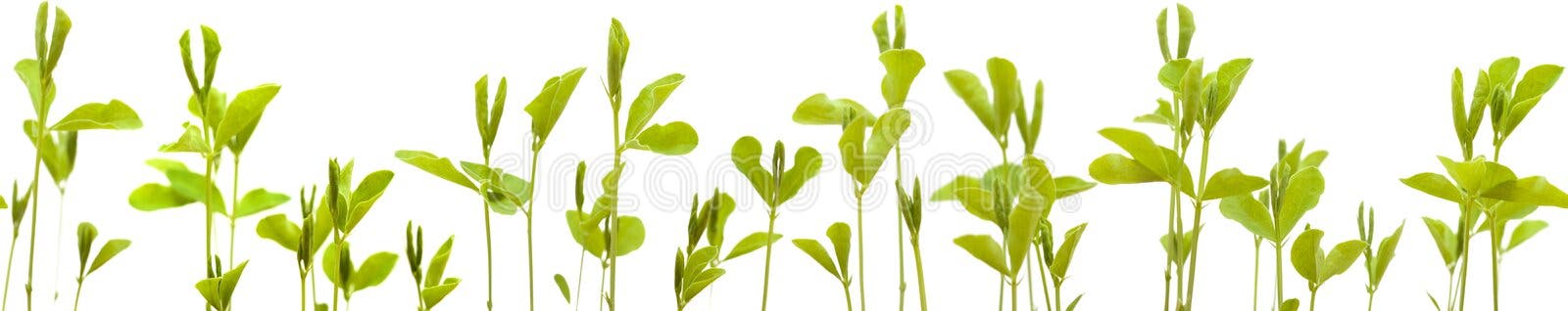 Sweet Pea Flower Border Stock Photos - Free & Royalty-Free Stock Photos ...