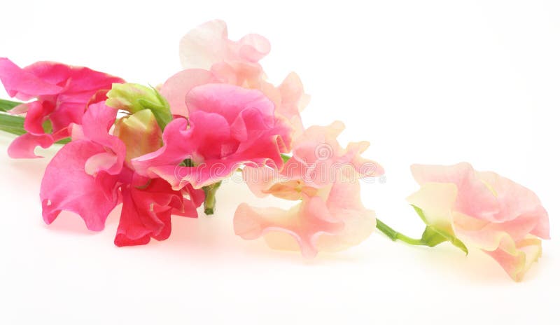 Sweet pea stock image. Image of shot, pastel, color, flower - 38935823
