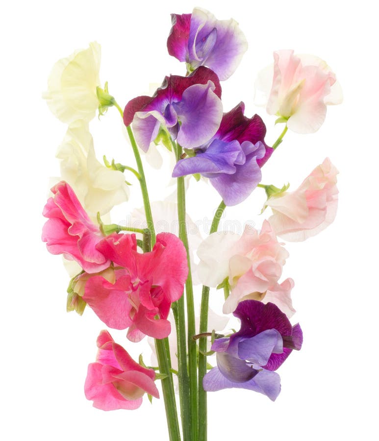 422 Pink Sweetpea Background Stock Photos - Free & Royalty-Free Stock ...