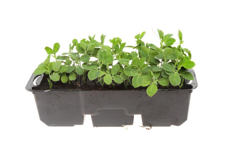 Sweet pea plant stock image. Image of isolated, tendril - 57674175