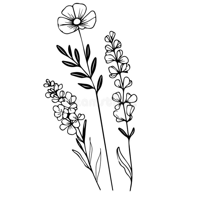 Sweet Pea Wildflowers Stock Illustrations 73 Sweet Pea Wildflowers Stock Illustrations