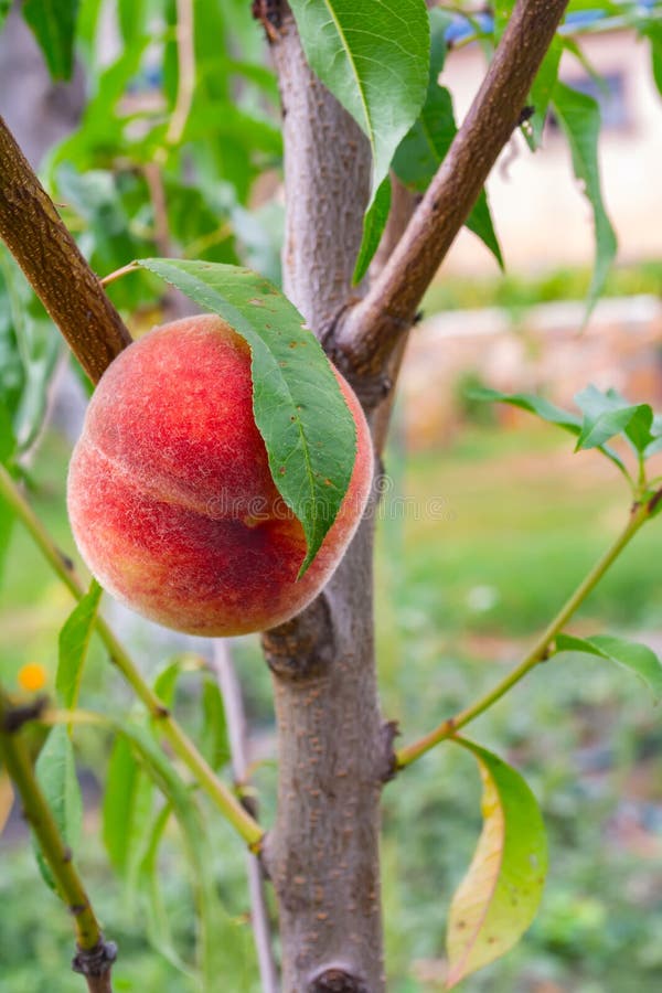 Sweet Peach Fruits Growing on a Peach Tree Branch Stock Photo - Image ...