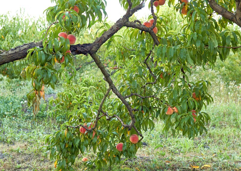 Sweet peaches on tree stock photo. Image of garden, juicy - 109990356