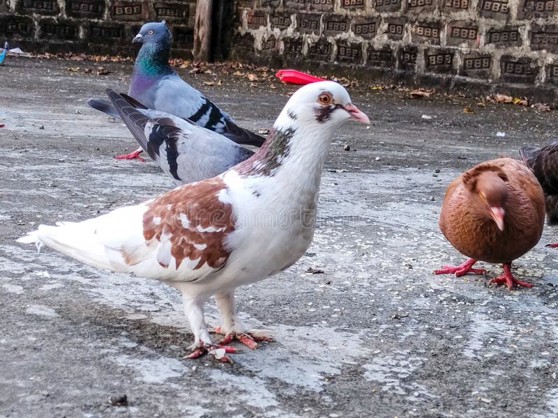 Sweet Peagon Taking Pose for Picture Stock Photo - Image of mallard ...