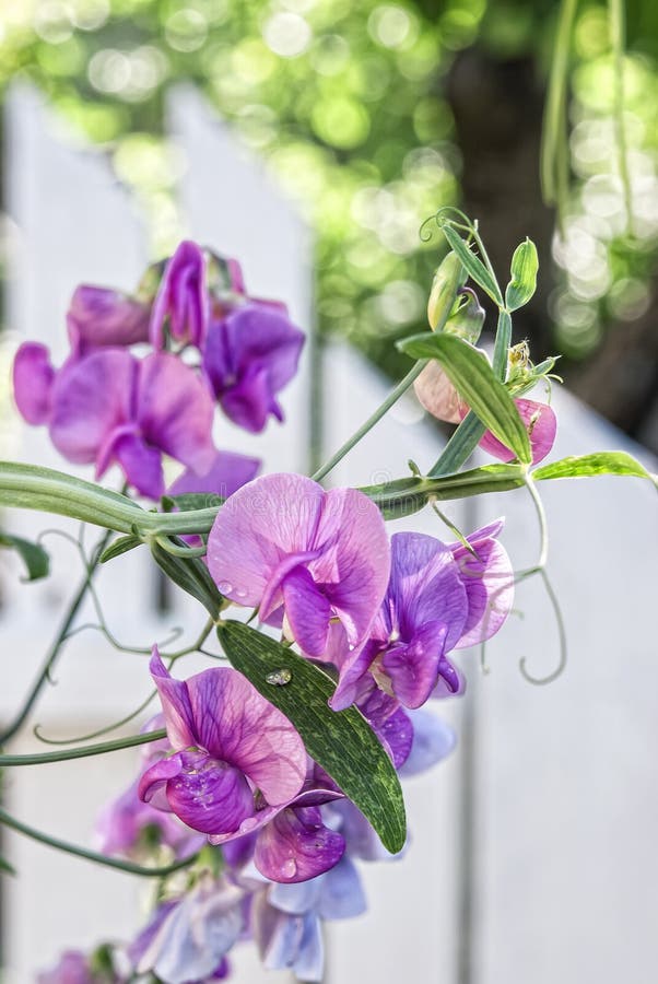 Sweet peas stock photo. Image of lathyrus, gardening - 97422742
