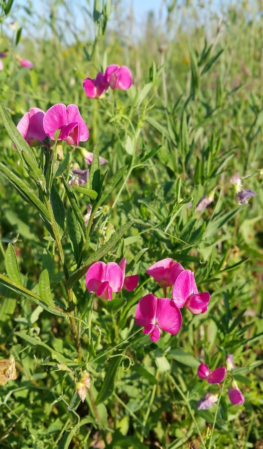 Wild Flower of Willow-herb with Sunlight Stock Image - Image of ...