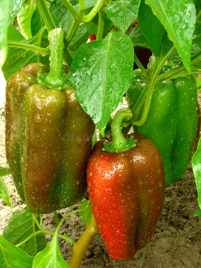 Sweet Pepper Aphid in Oleander Plant Stock Photo - Image of aphid ...