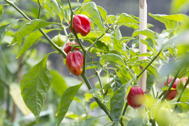 Sweet bell Pepper on tree stock photo. Image of agriculture - 30239202