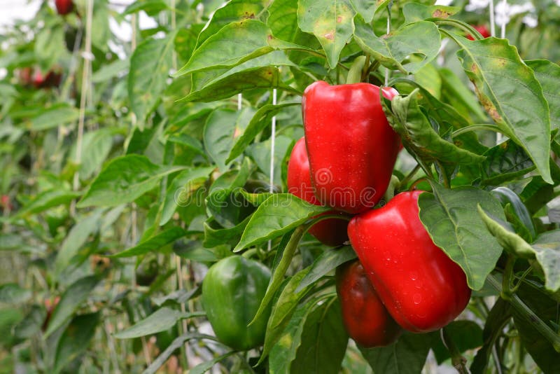 SWEET PEPPER / BELL PEPPER stock photo. Image of healthy - 88970596