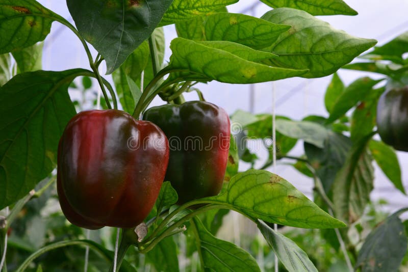 SWEET PEPPER / BELL PEPPER stock image. Image of nature - 88971721