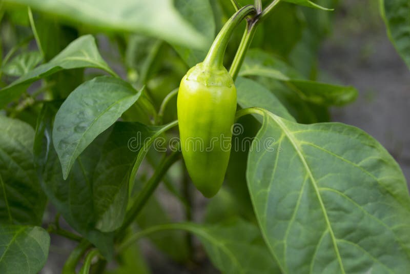Sweet pepper on the bush. stock image. Image of healthy - 157396477