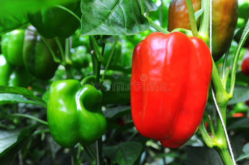 Sweet Pepper, Cooking Raw Material Stock Image - Image of gourmet ...