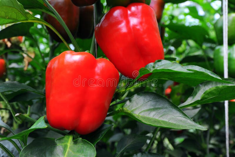 Sweet Pepper, Cooking Raw Material Stock Image - Image of nutritious ...