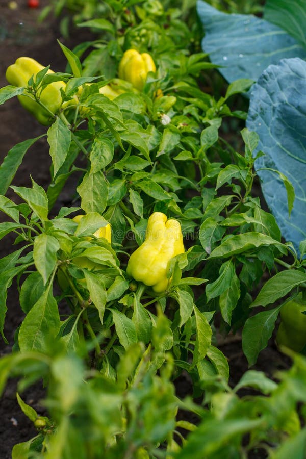 Sweet pepper in garden stock image. Image of commercial - 45687113