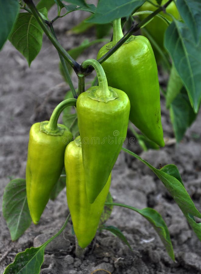 Sweet pepper vegetable stock image. Image of sweet, agriculture - 99276287