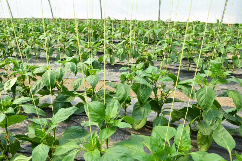 Sweet Pepper, Which is Grown in a Greenhouse Stock Image - Image of ...