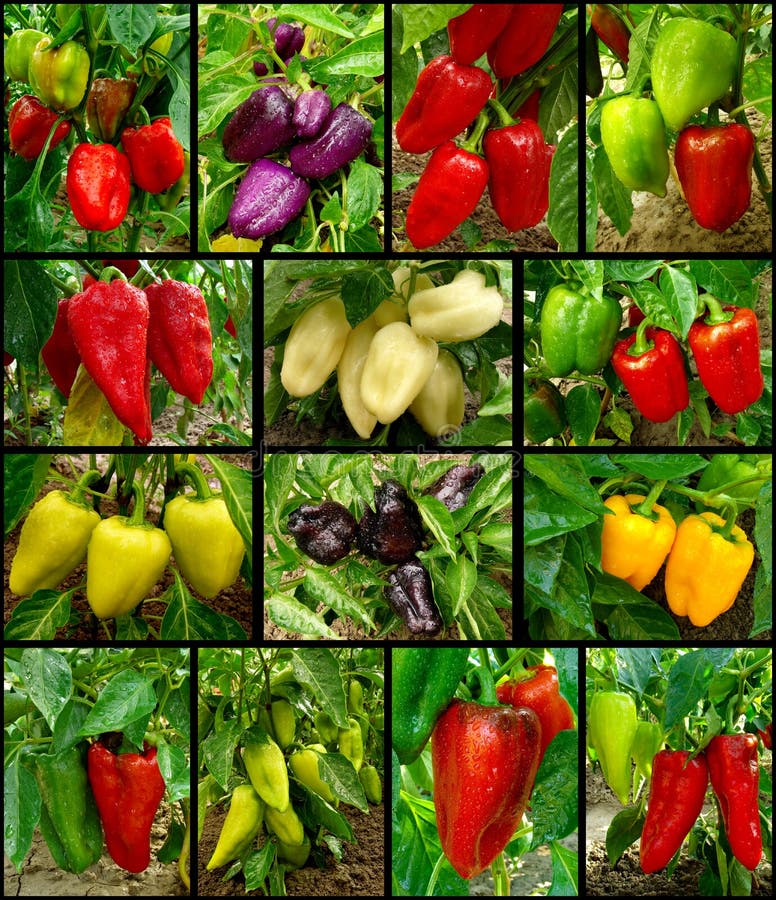 Sweet peppers set stock photo. Image of garden, collage - 39004592