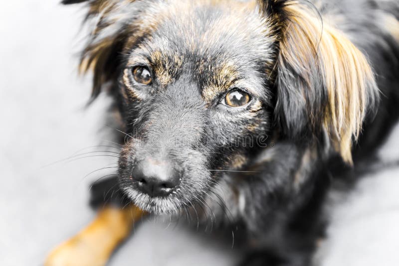 Sweet pet dog stock image. Image of breed, animal, studio - 33195017