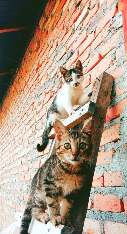 Sweet Pet Kitty Cat Hello Human Hello World Stock Image - Image of ...