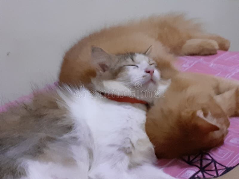 Sweet picture whey thei stock image. Image of whiskers - 263287735