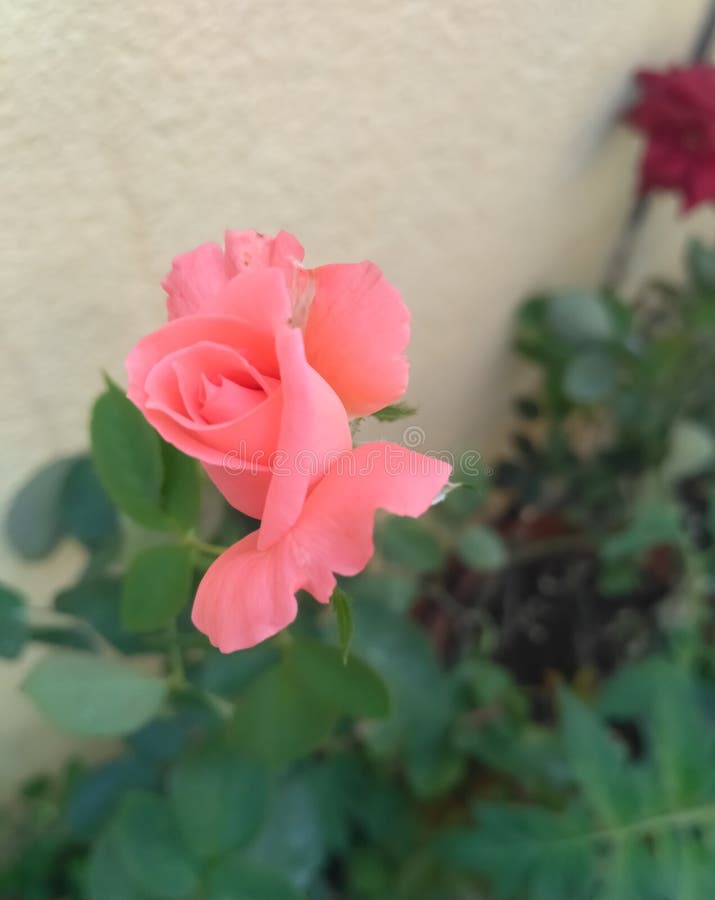 Sweet Pink Colour Rose Flower Stock Image - Image of colour, finger ...