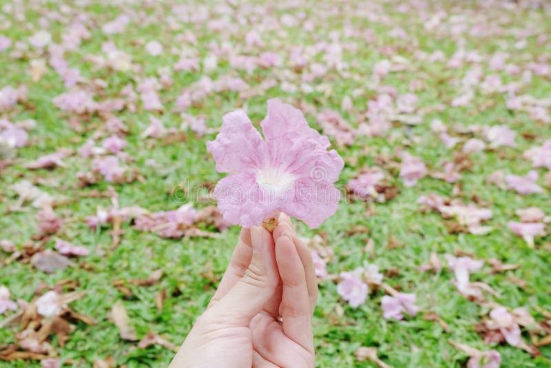 Sweet pink flowers stock image. Image of pink, fingers - 51539457