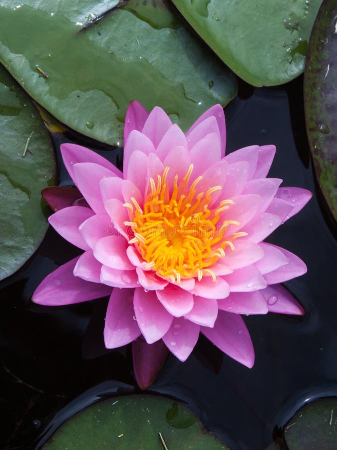 Sweet pink lotus stock photo. Image of lotus, nature - 54529324