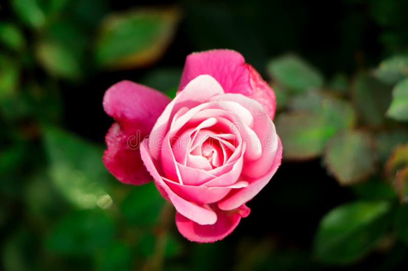 Sweet Pink Rose in the Garden Stock Photo - Image of petal, color ...