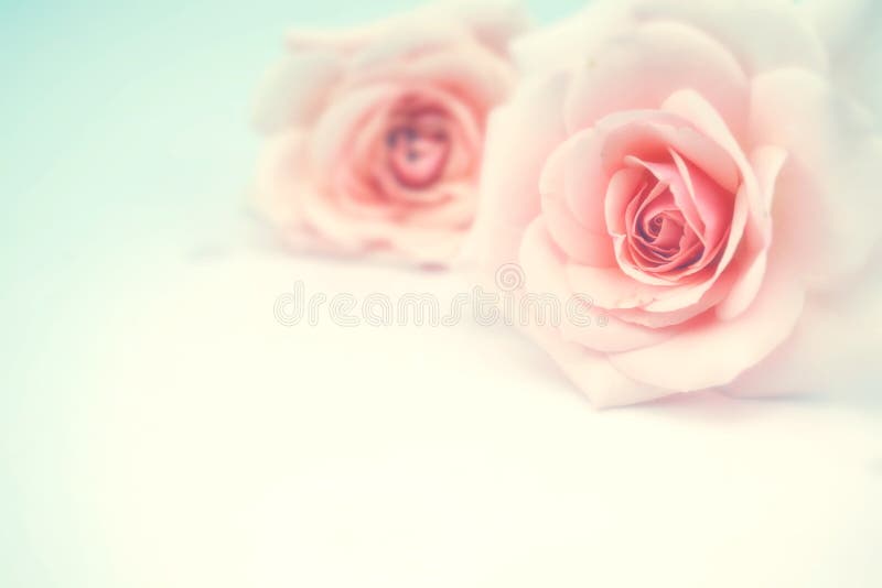 Sweet Pink Rose in Soft Color and Blur Style Stock Photo - Image of ...