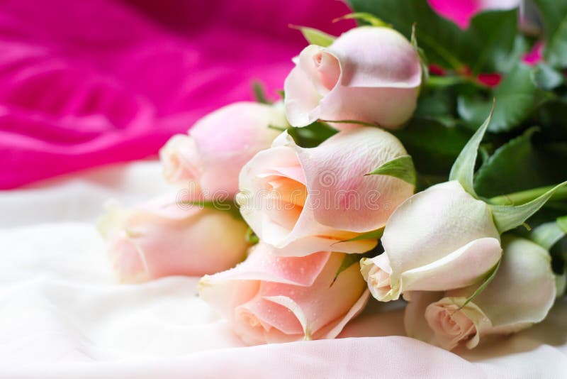 Sweet Pink Rose Soft on White Fabric Stock Image - Image of beautiful ...