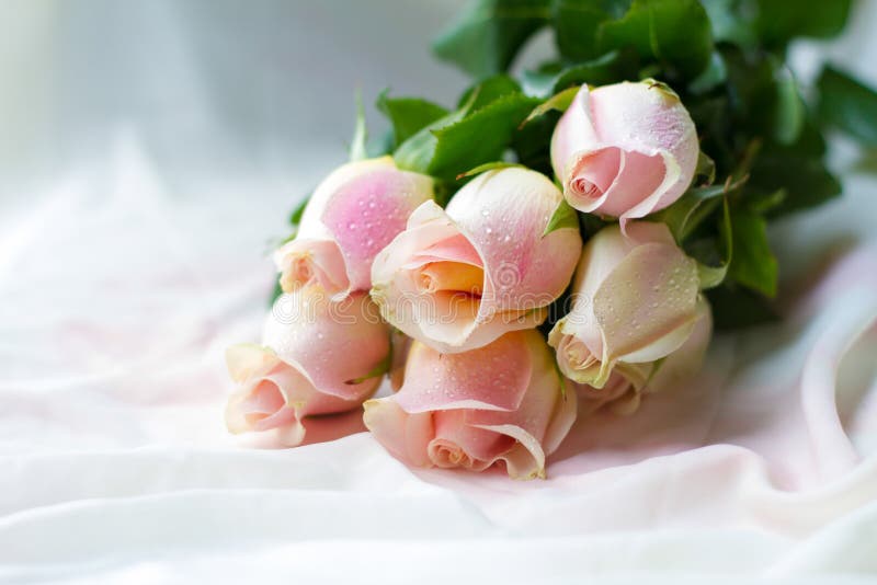 Sweet Pink Rose Soft on White Fabric Stock Photo - Image of present ...