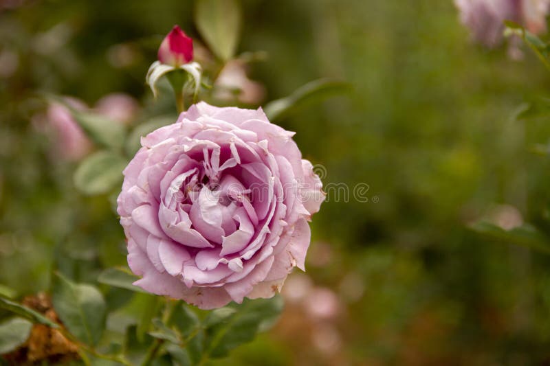 Sweet pink roses stock image. Image of nature, roses - 280296569