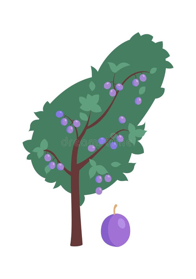 Sweet Plum Fruit Tree Flat Icon Agriculture and Gardening Stock Vector ...