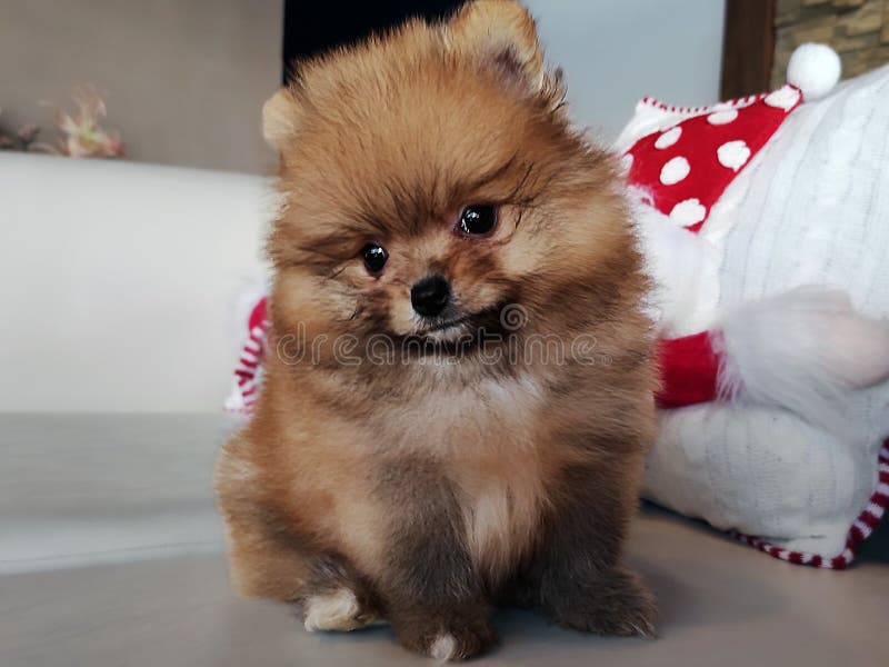 Sweet Pomeranian Puppy Teddy Bear Stock Photo - Image of sweet, bear ...