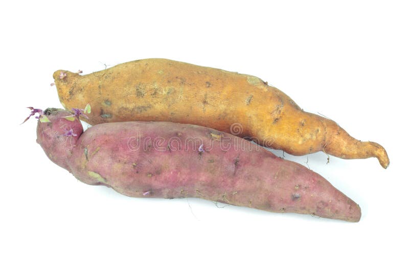 The sweet potato - batat stock photo. Image of vegetables - 17545476
