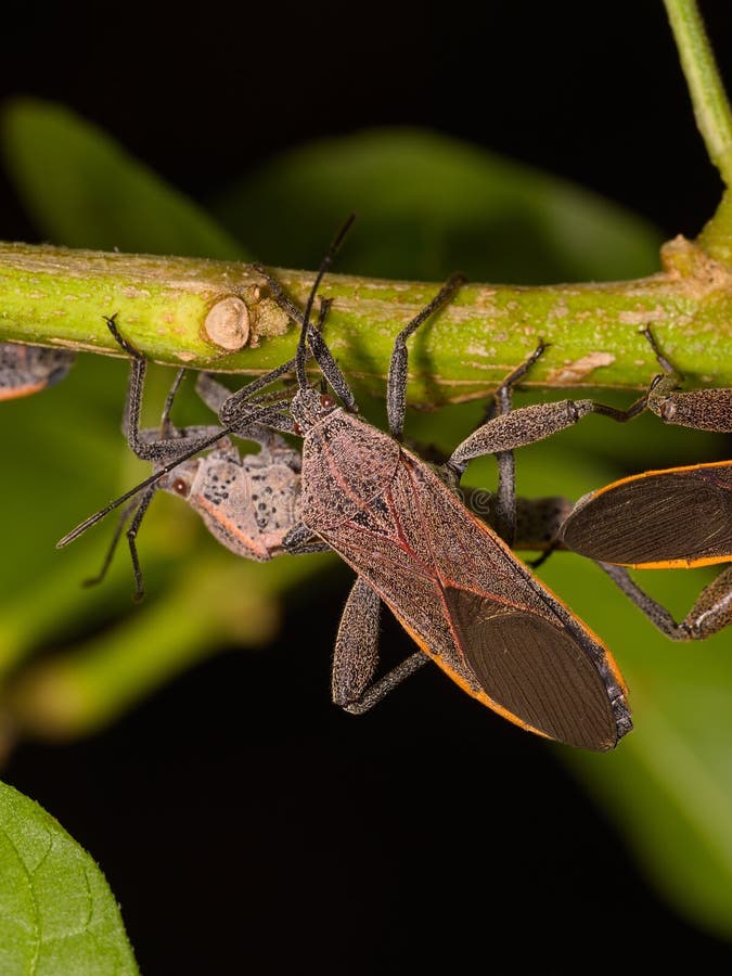 Sweet Potato Bugs on a Chili Plant Stock Image - Image of insect ...