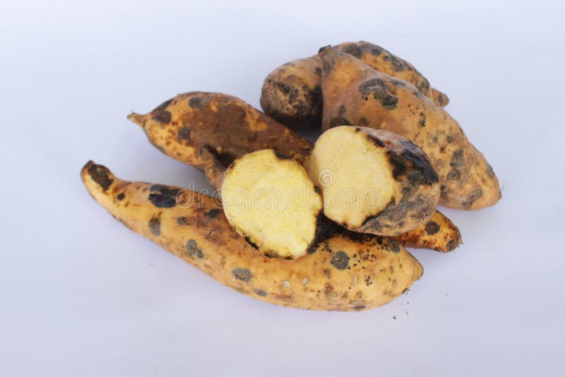 Sweet Potato Cilembu, Ubi Cilembu Kultivar. Stock Photo - Image of food ...