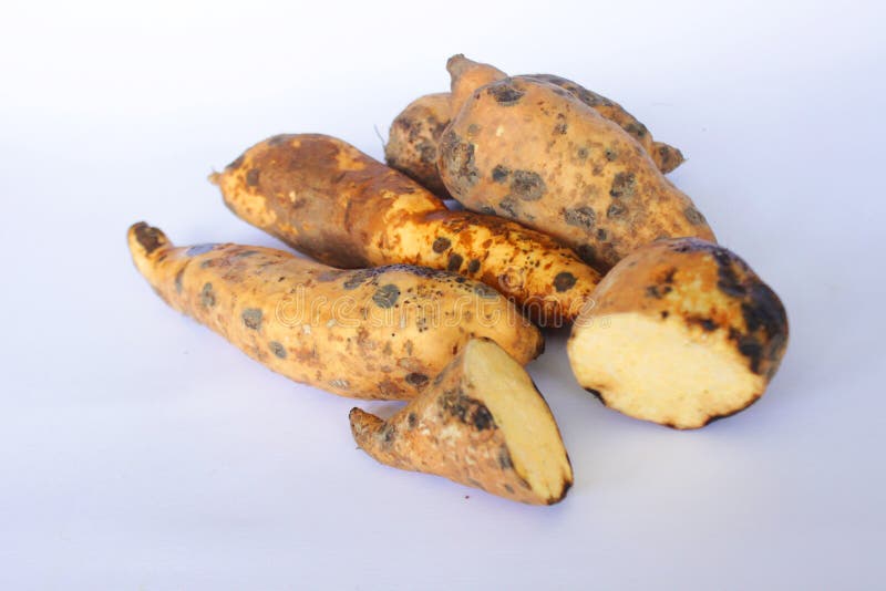 Sweet Potato Cilembu, Ubi Cilembu Kultivar. Stock Image - Image of ...