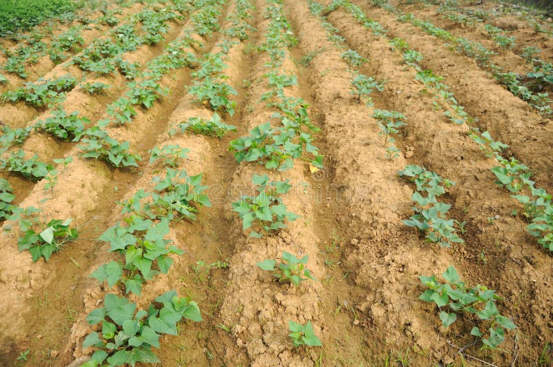 Sweet potato field stock photo. Image of food, greenery - 22248912
