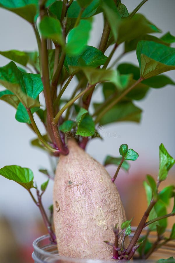 A Sweet Potato Grown Hydroponic Plant Pot Stock Image - Image of ...