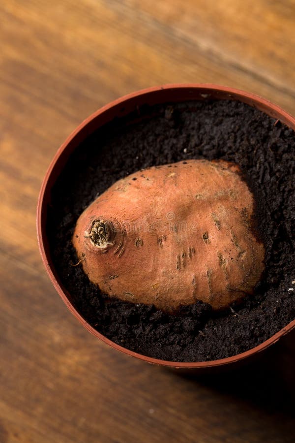 Sweet potato in a pot stock image. Image of fresh, growth - 241832313