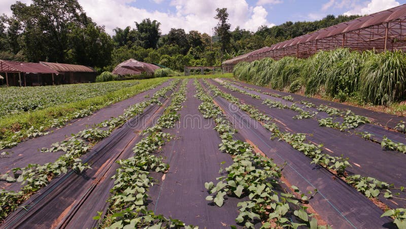 Sweet Potato on Production Field Stock Photo - Image of potato ...
