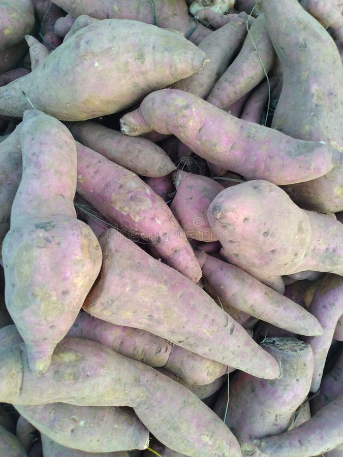 Sweet Potato Root Vegetables Stock Image - Image of crop, potato: 199797527