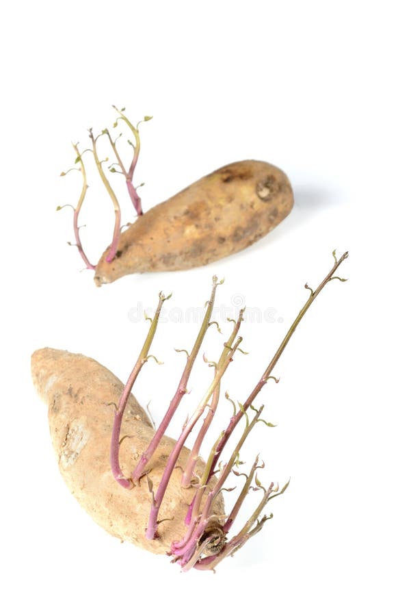 Sweet potato sprout stock photo. Image of potato, sprout - 58857366