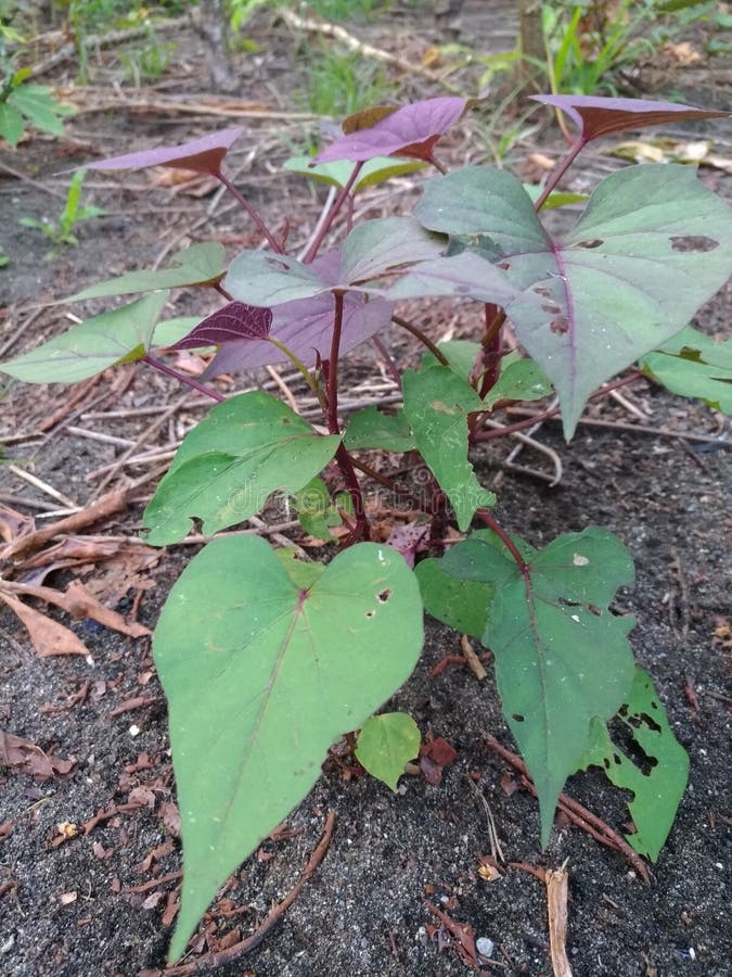 Sweet potato tree stock photo. Image of bulb, nursery - 97902410