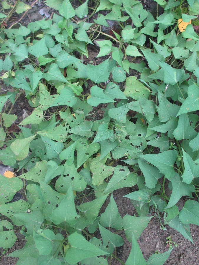 Photo stock image. Image of tree, branch, potato, leaf - 269168779