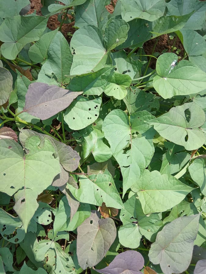 6,562 Potato Tree Stock Photos - Free & Royalty-Free Stock Photos from ...