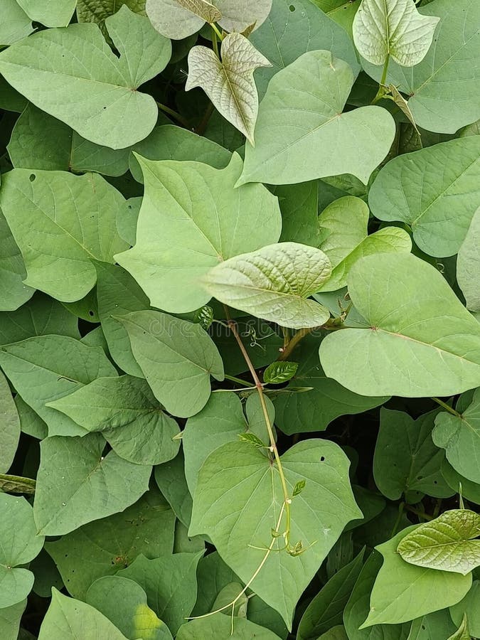 Sweet Potato Trees Grow and Thrive in the Rice Fields Stock Image ...